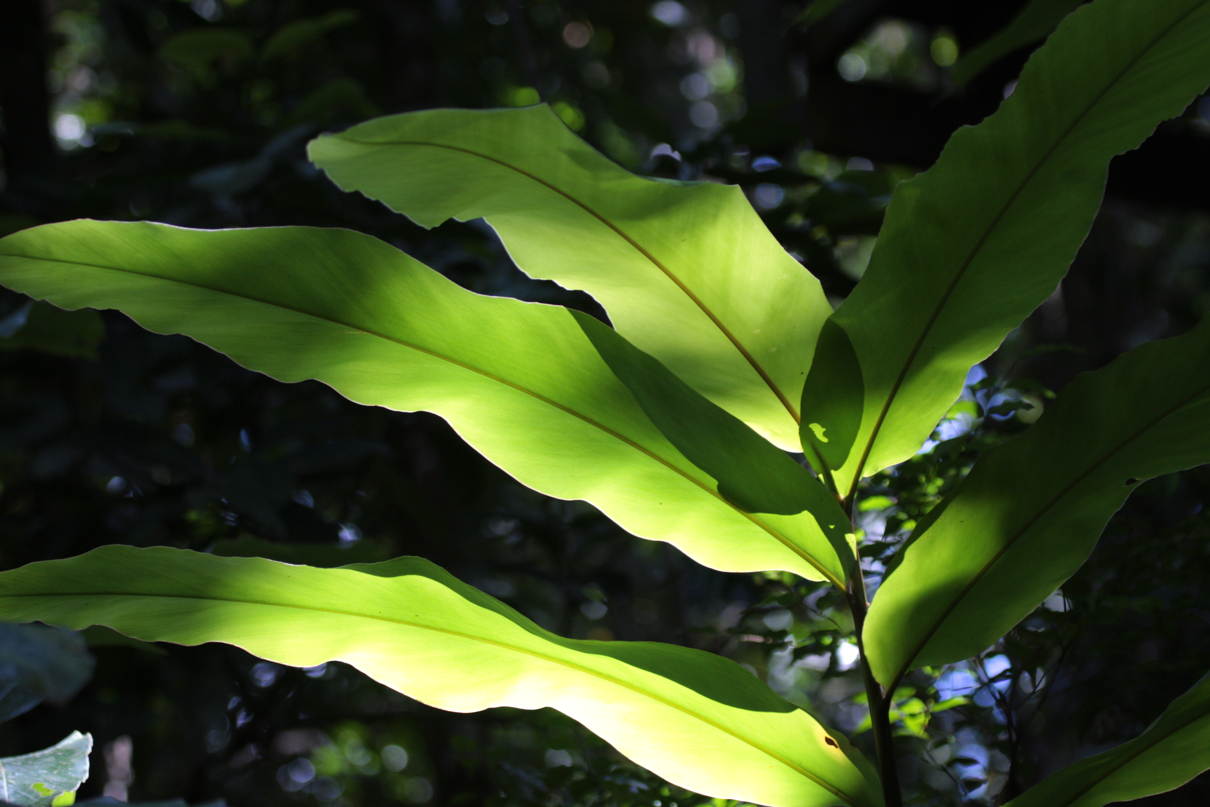 Rain Forest Backlight 1 | Shutterbug